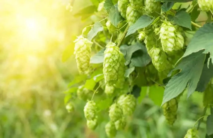 What is Matured Hop Extract (MHE-3)? | Drink Adaphyte